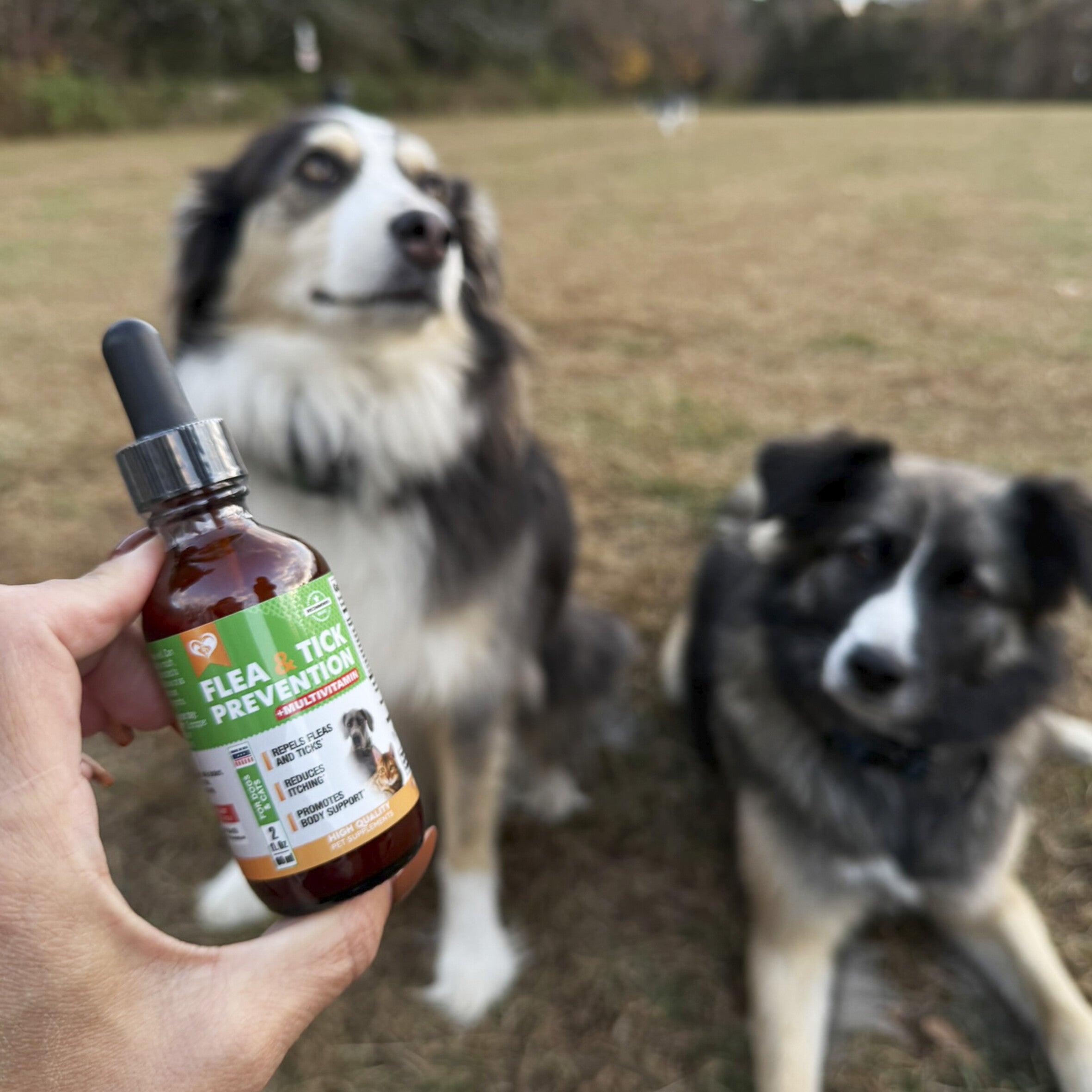 How to Use Beloved Pets Liquid Flea & Tick Supplement for Dogs ...