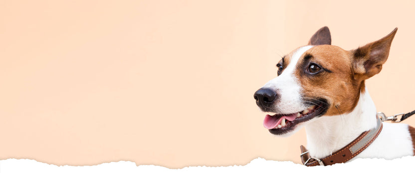 Premium Pet Supplements & Dewormer for Pets - Beloved Pets ...